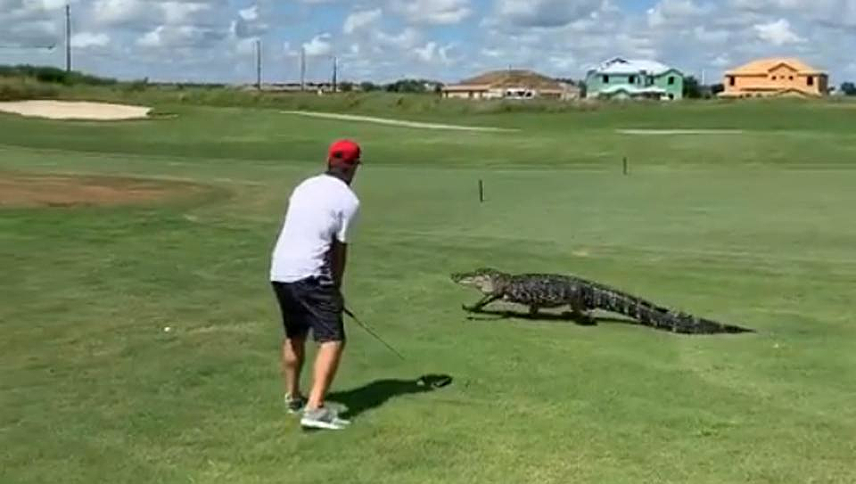 Golfer continues playing as huge alligator casually…