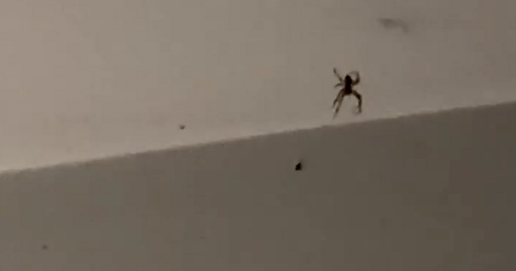 Scots woman's horror as spider gives birth to dozens…