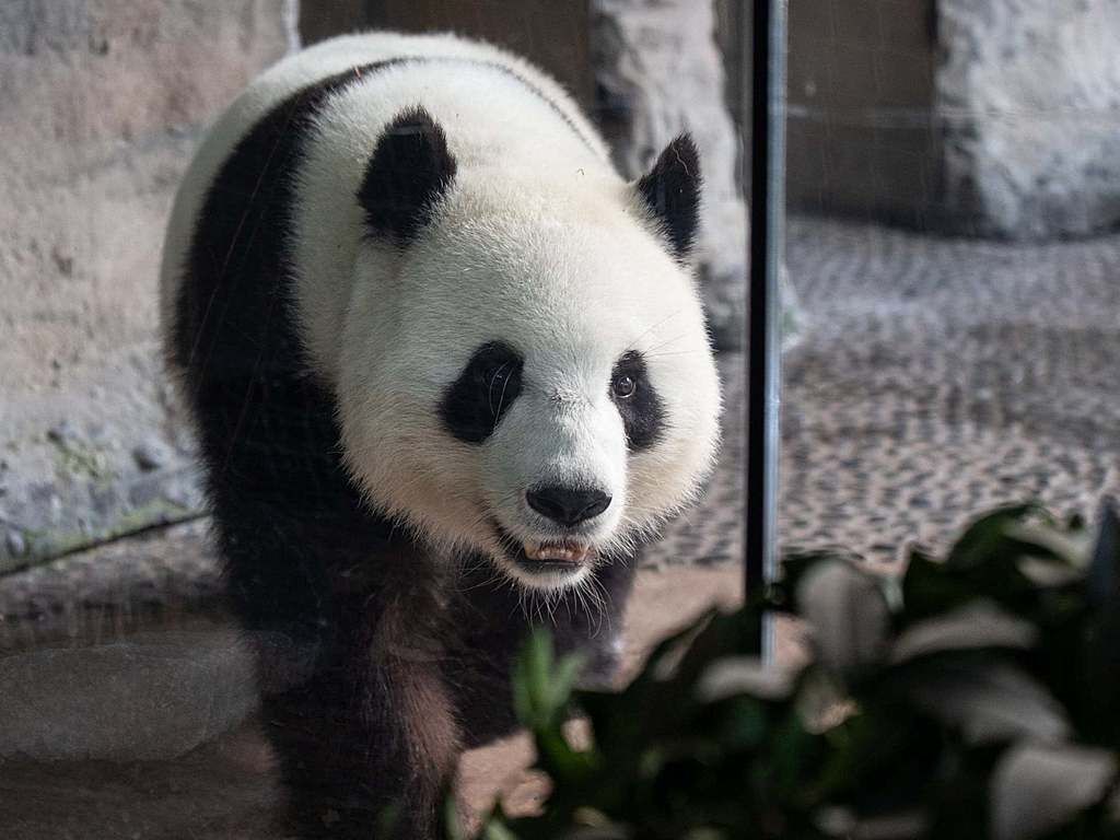 Germany celebrates birth of rare twin pandas at Berlin…