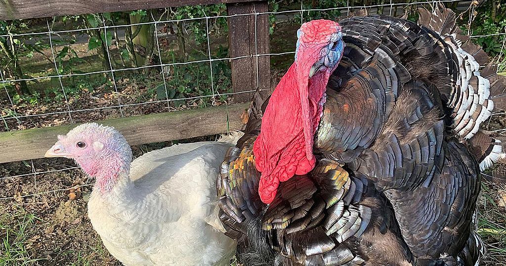 Meet the two giant turkeys named after Bake Off judges…