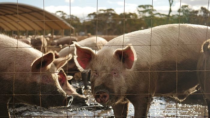 Deadly pig disease African swine fever tests found…