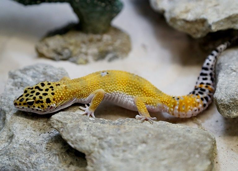 Sting in the tale: naming of Sri Lankan geckos sparks…