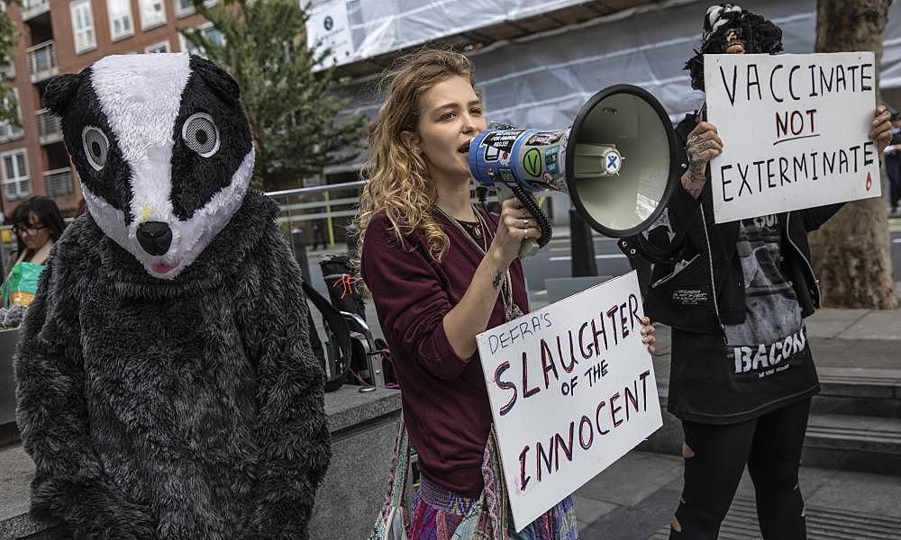 Call to stop ‘badger massacre’ as cattle TB rises in…