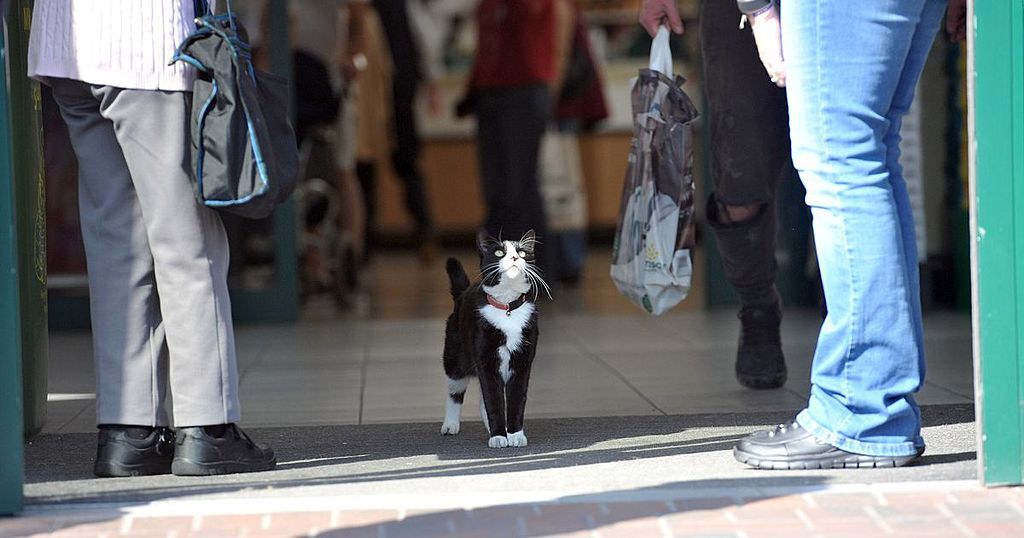 Meet Wazzle the Morrison's cat who has captured the…