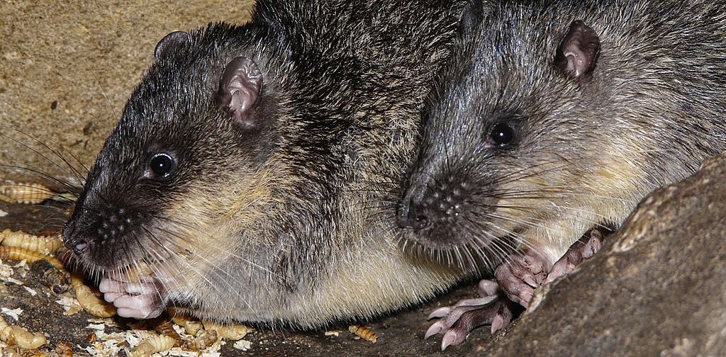 Eat your heart out: native water rats have worked out…