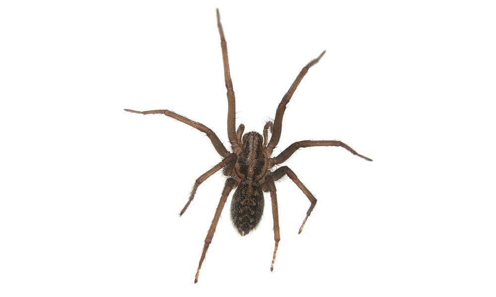 How intelligent are spiders?