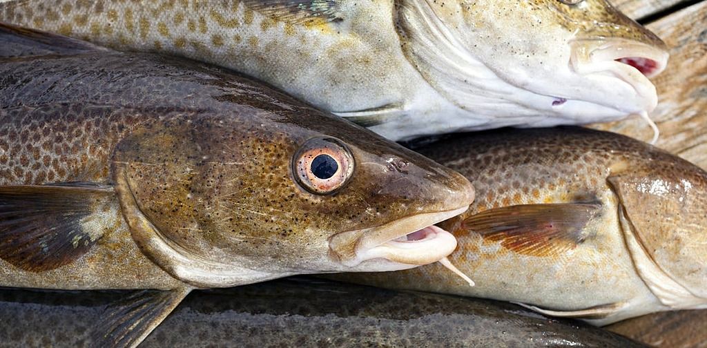 North Sea cod should never have been labelled…