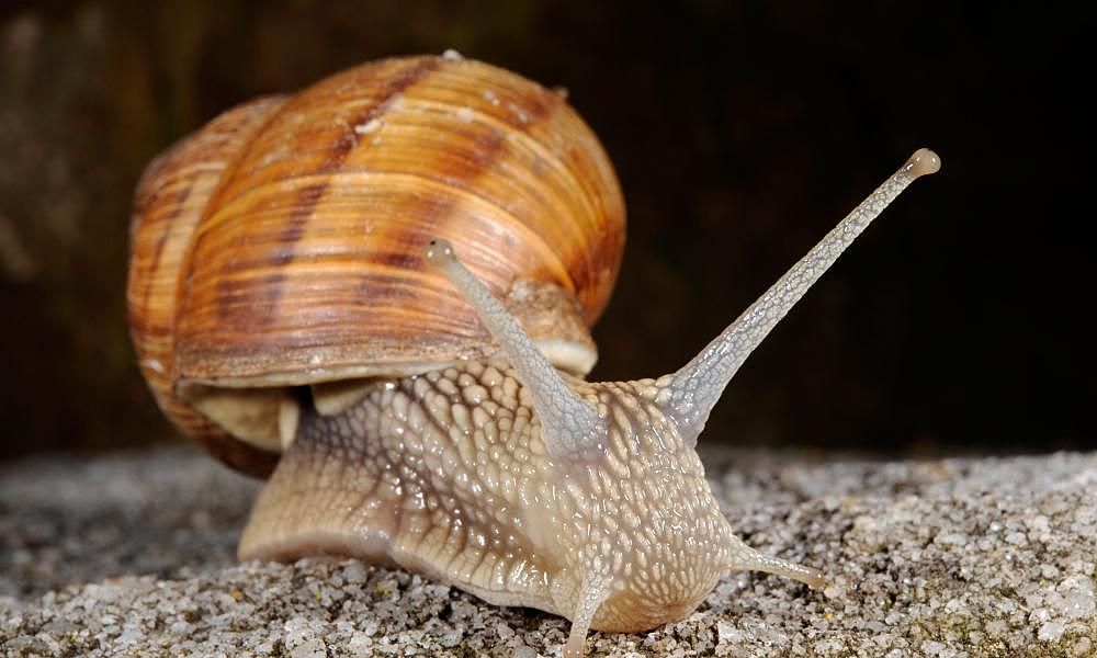 Landmarks in law: the case of the dead snail in the…