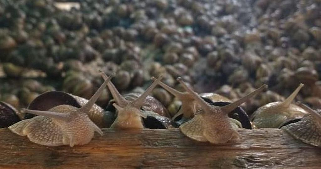 Snail farmers Melton Molluscs considering beauty cream…