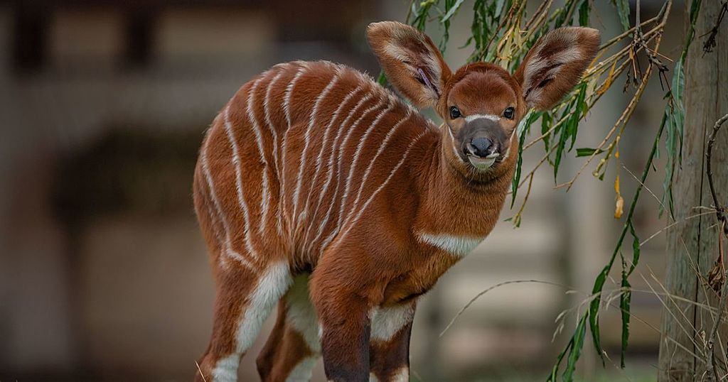 First look at the incredibly cute, big-eared baby…