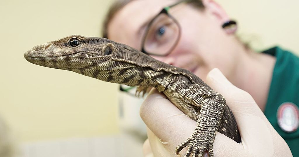 Two-foot lizard jumps out and stuns Bootle docks…