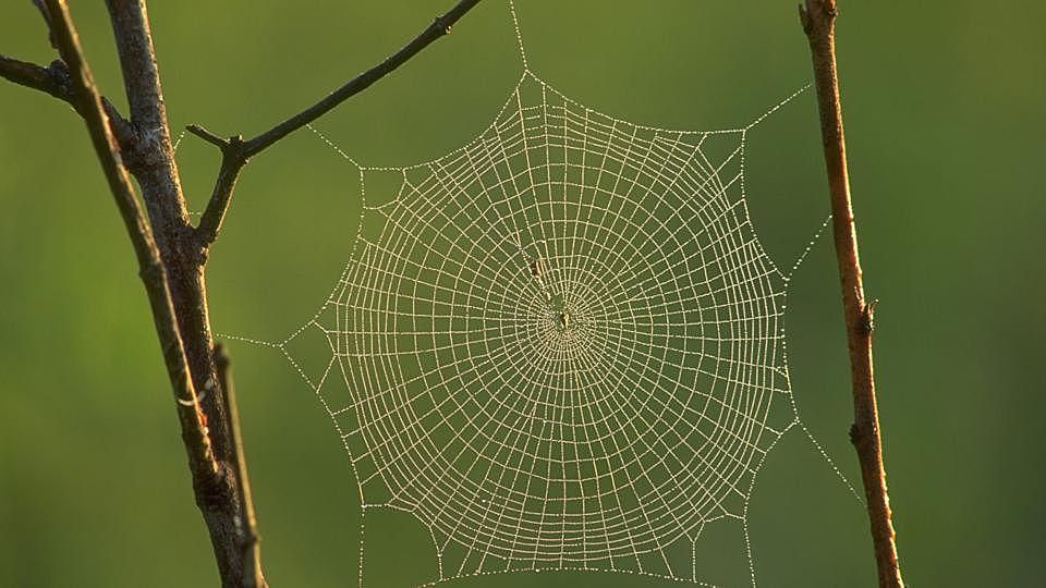 Scientists undertake largest DNA barcoding of spiders…