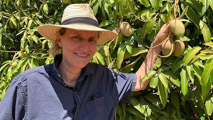 Top End farms race to develop fruit that will…