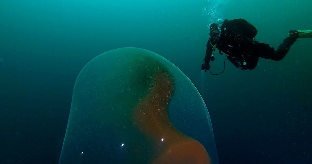 Divers visiting WWII wreckage accidentally discover… Divers visiting WWII wreckage accidentally discover…