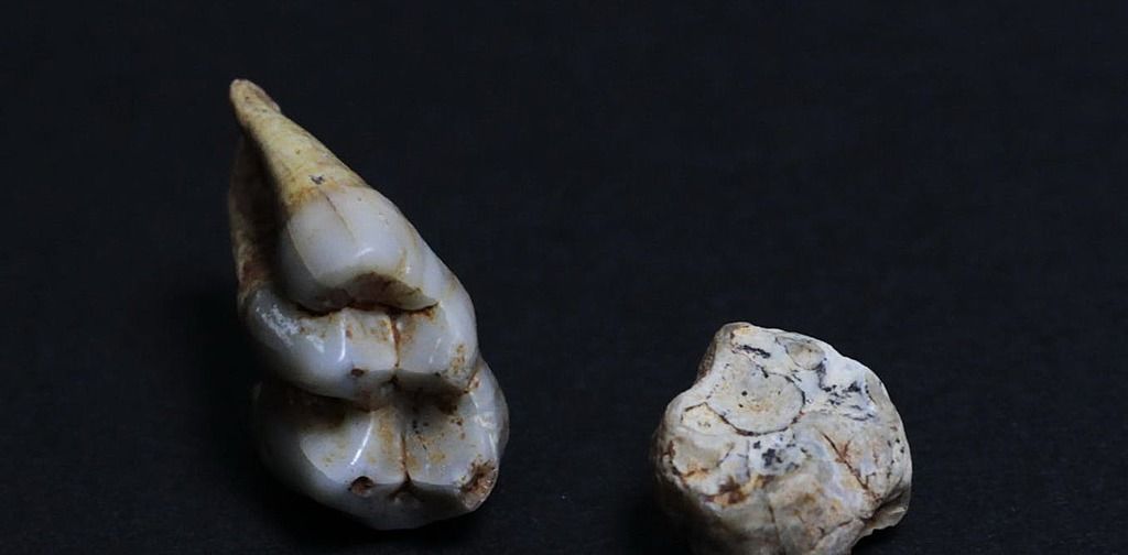 Monkey fossils found in Serbia offer clues about life…