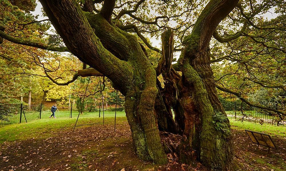 Liverpool's 1,000-year-old oak is England's tree of…