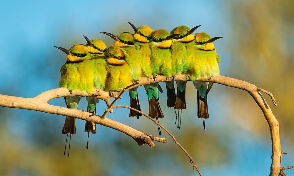 Australia’s beloved native birds are disappearing