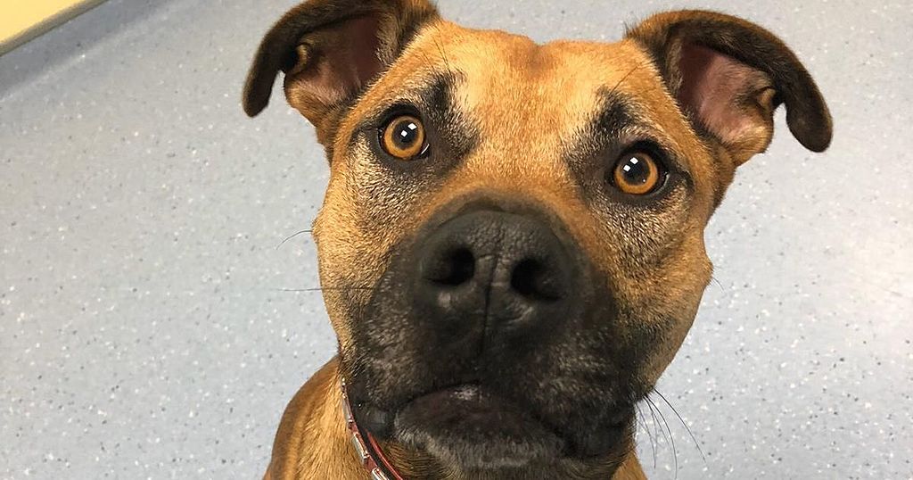Dog of the Week: Clyde is a massive goofball who loves…