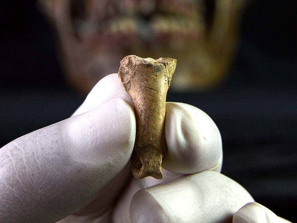 'Last necklace made by Neanderthals' discovered by…