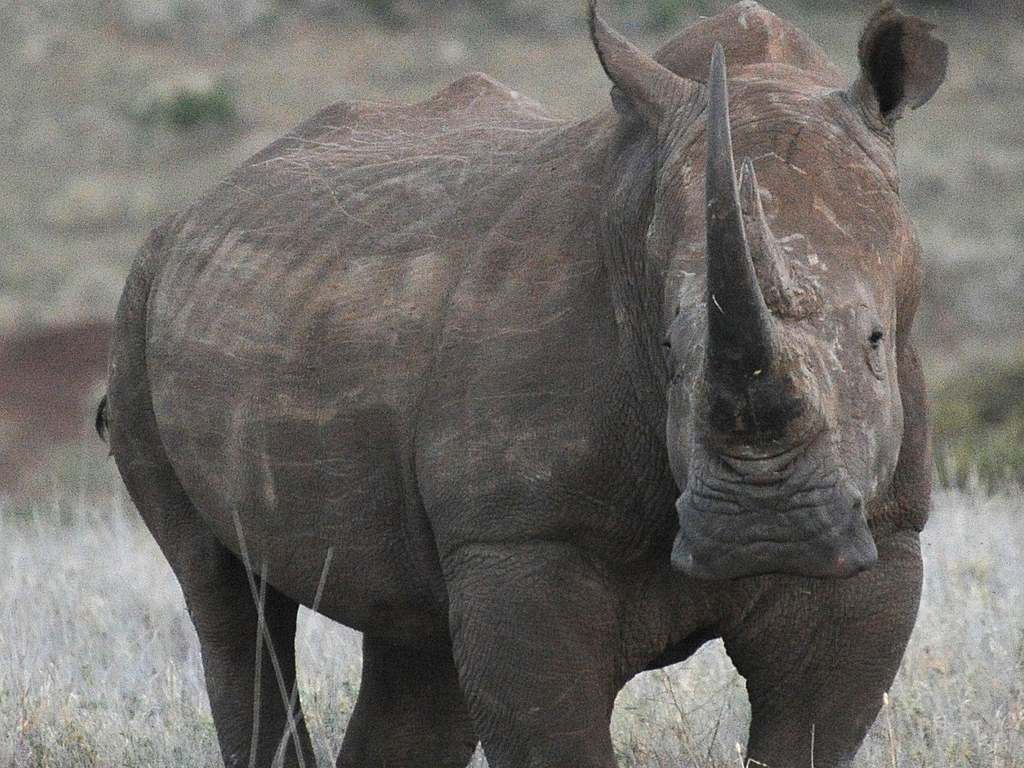 Selling fake horn in effort to save rhinos from…
