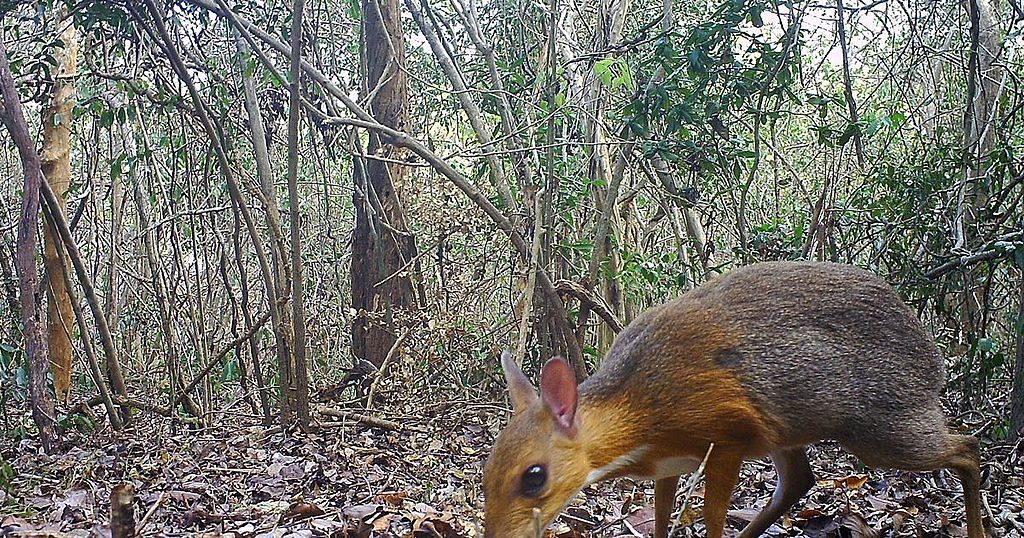 Miniature deer thought to have gone extinct 30 years…