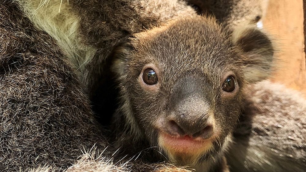 Melbourne Zoo welcomes first baby koala in eight years