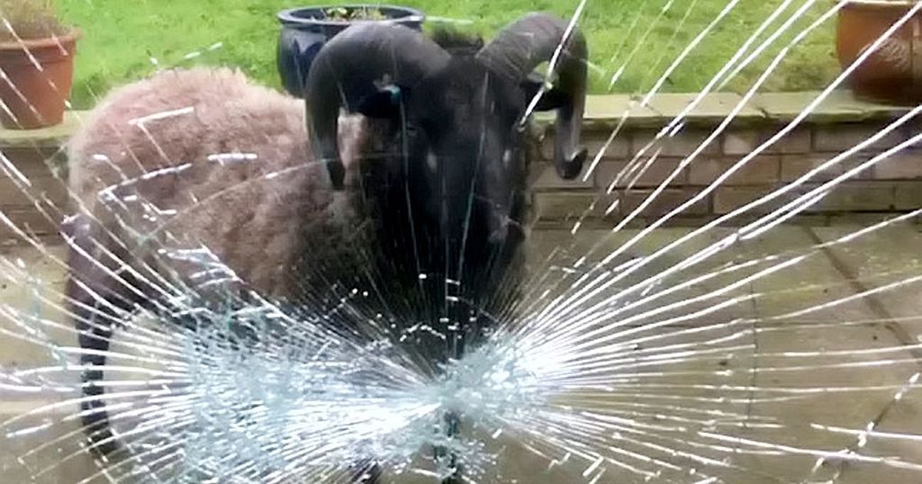 BBC presenter Quentin Rayner's home is ram-raided by…