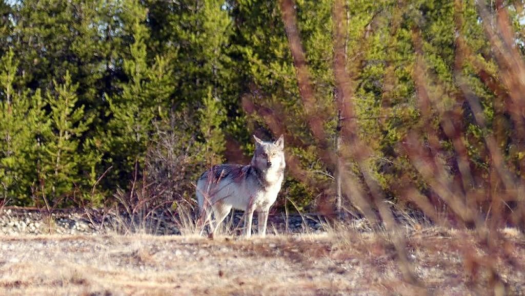 First wolf spotted in the wild in west France since…