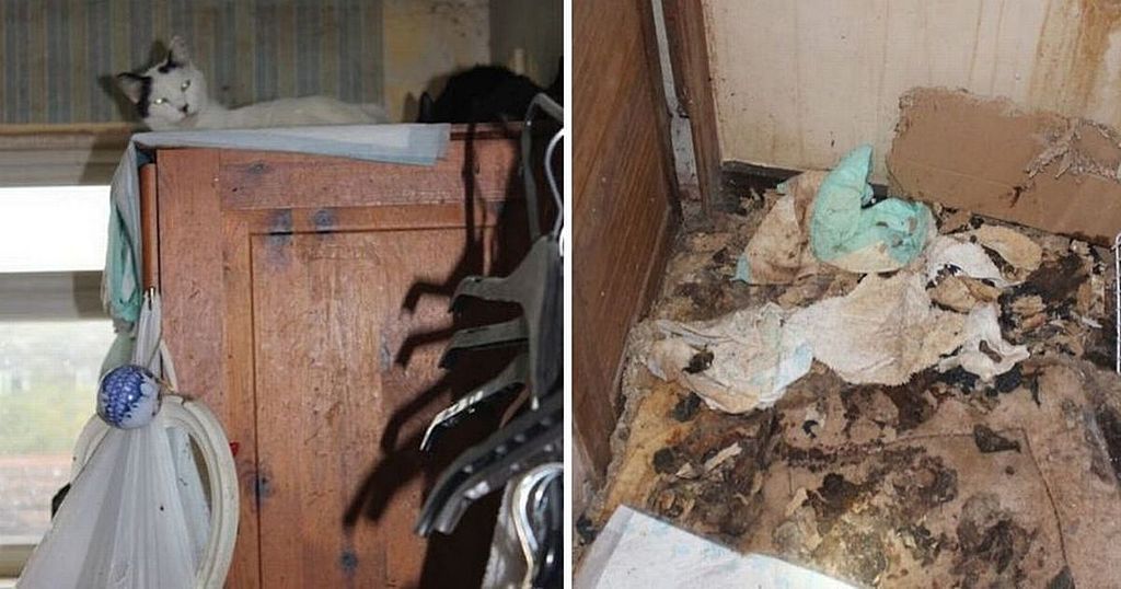 Inside filthy house where woman kept more than 40 cats