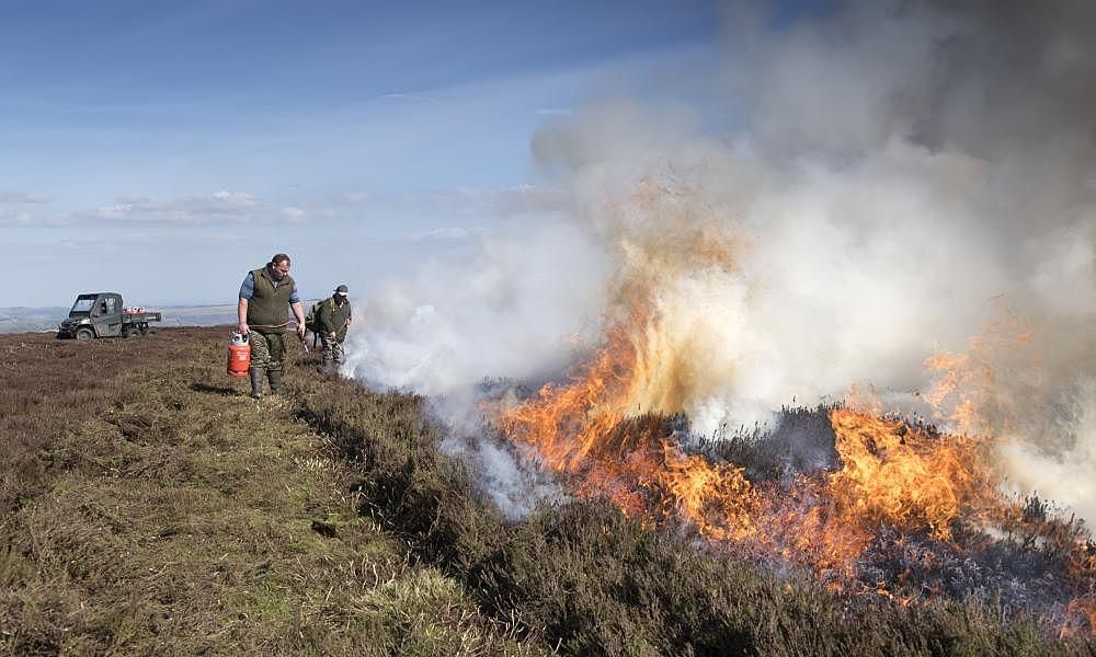The horrific effects of moor burning