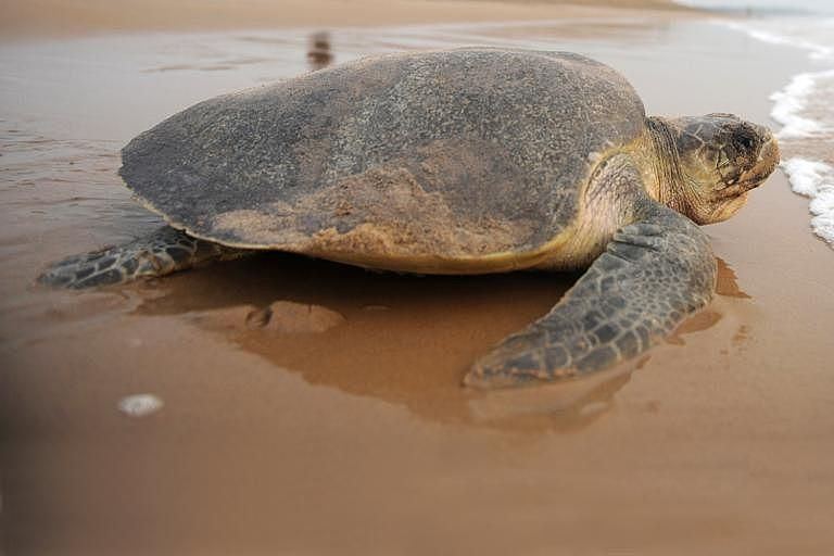 Stunning footage shows hundreds of thousands of sea…