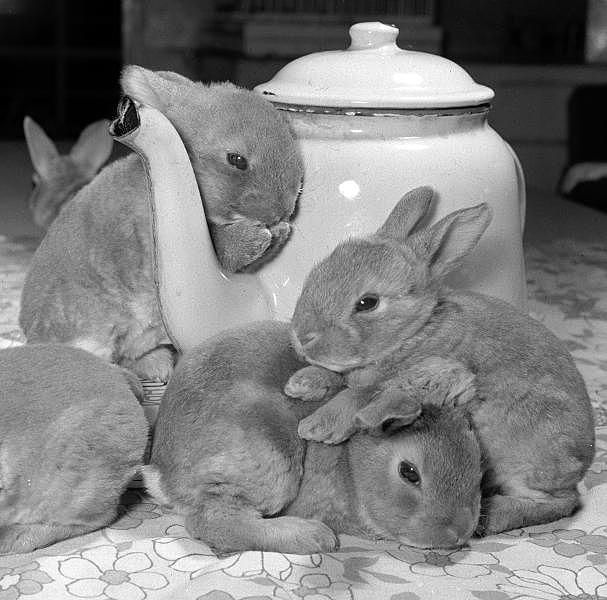 Bunny Cafes Hop Into The Animal Themed Restaurant…