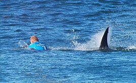 South Africa: Surfing champion fights off shark attack…