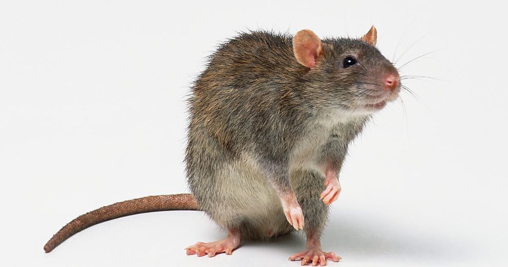 Discovery of rat, cockroach infestation and pigeon…