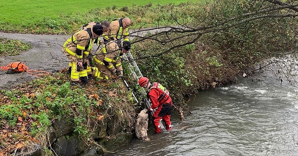 Hero DFB firefighters rescue husky from drowning in…