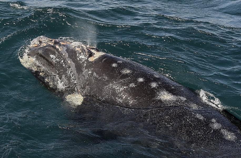 These Argentinian Scientists Have 49 Years Of Whale…