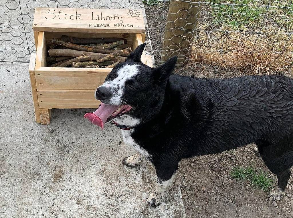 Canterbury man's 'stick library' for dogs goes viral