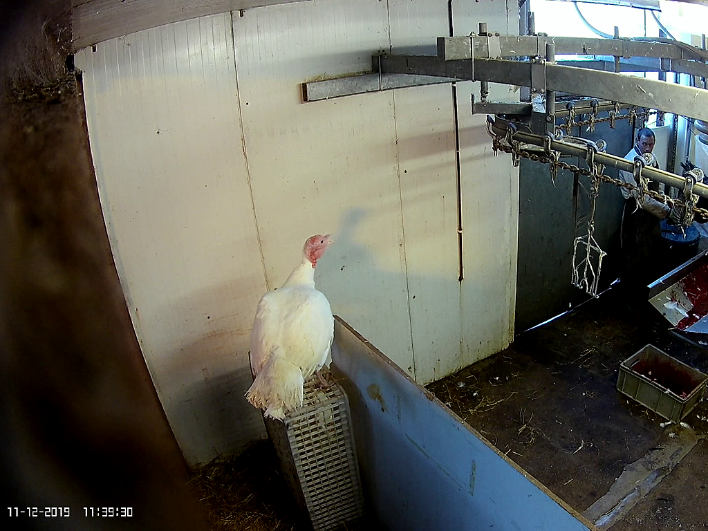 Free-range Christmas turkeys and guinea fowl 'plucked…