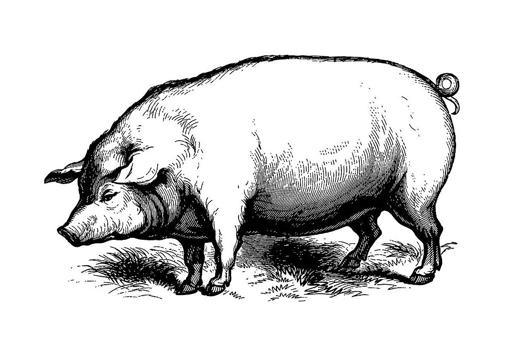 Scientists: No, you cannot kill 30 to 50 feral hogs…