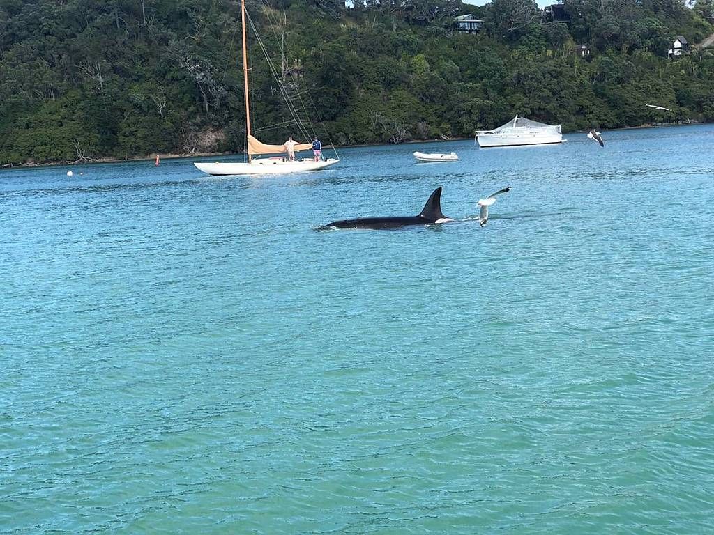 Photos: Pod of orca spotted hunting stingray in…