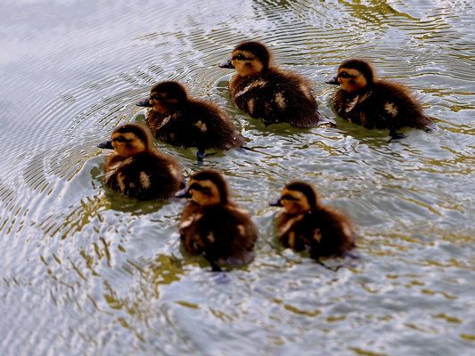 Gardener jailed for killing nine ducklings with…