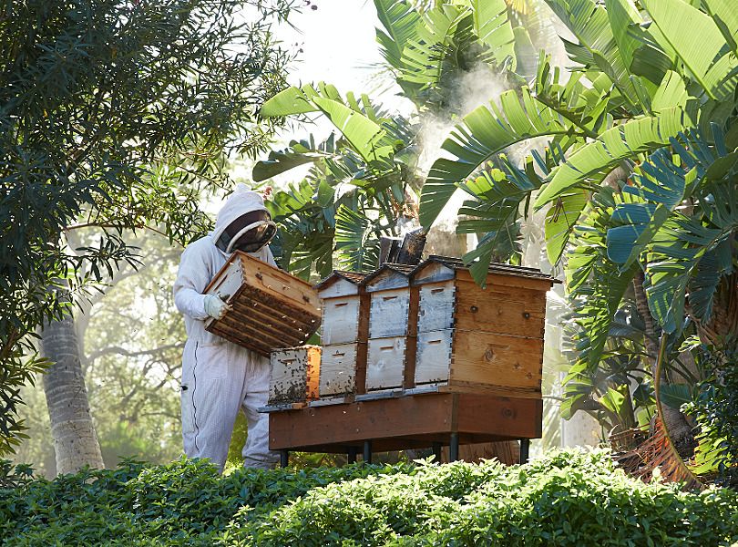 The Rarest Honey In The World Comes From This…