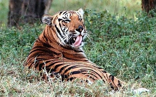 How humans affect genetic connectivity of four mammals