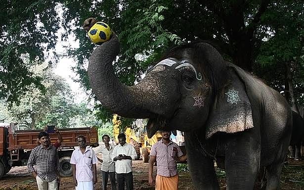 Meet Gomathi, the elephant who can play football and…