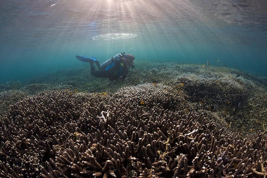 Who Is The Chief Mermaid? How Is She Saving…
