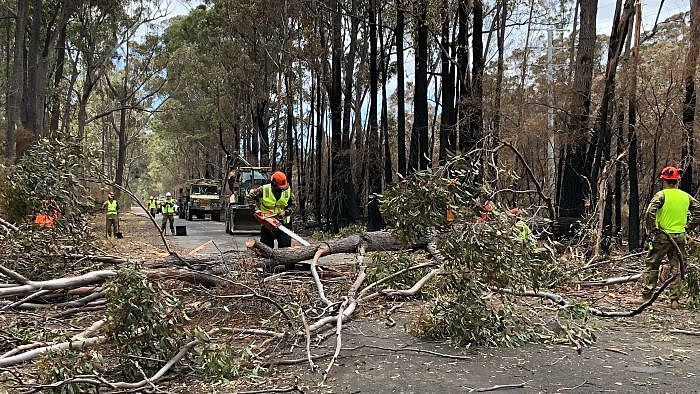 'Killer' trees litter fire zones across Victoria. It's…