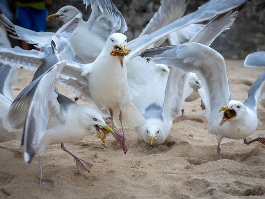 Urban seagull numbers quadruple in 15 years