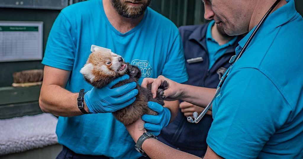 Fancy working with animals? These are the jobs at…