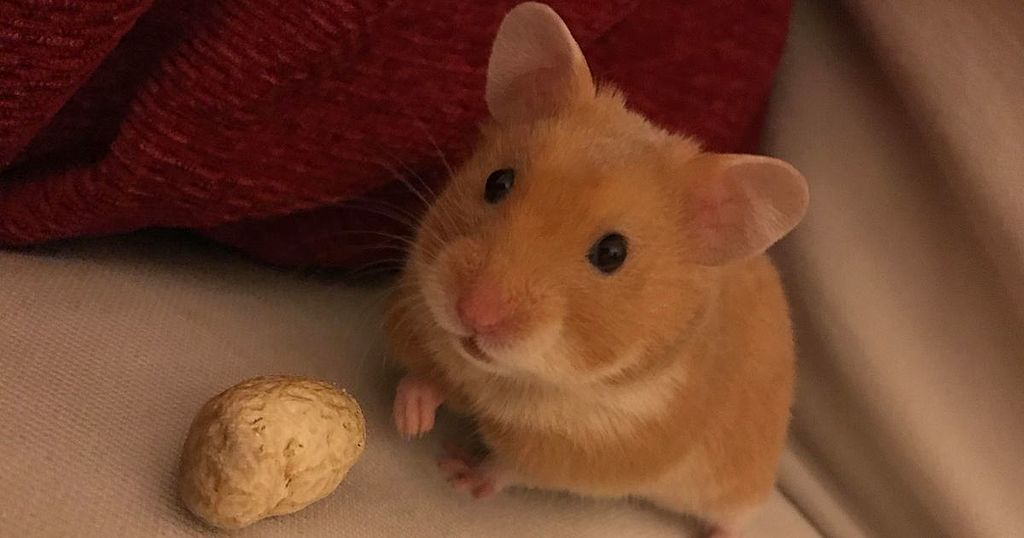 The Glasgow Hamster Show is back for 2020