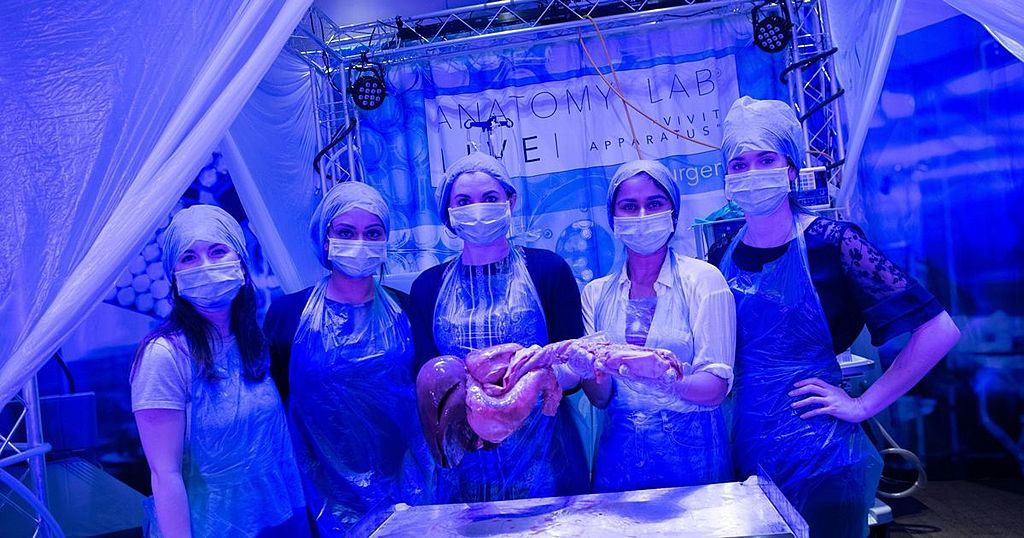 Blood, guts and real organ dissection at stomach…